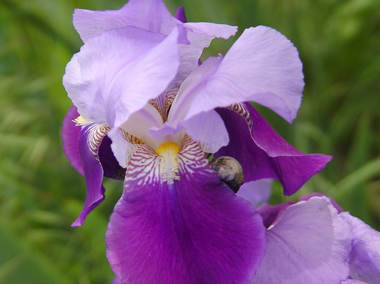 При кашлица и бронхит помага красивата перуника